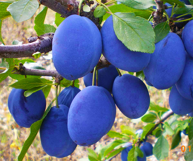 PRUNELE - Blogul Otiliei